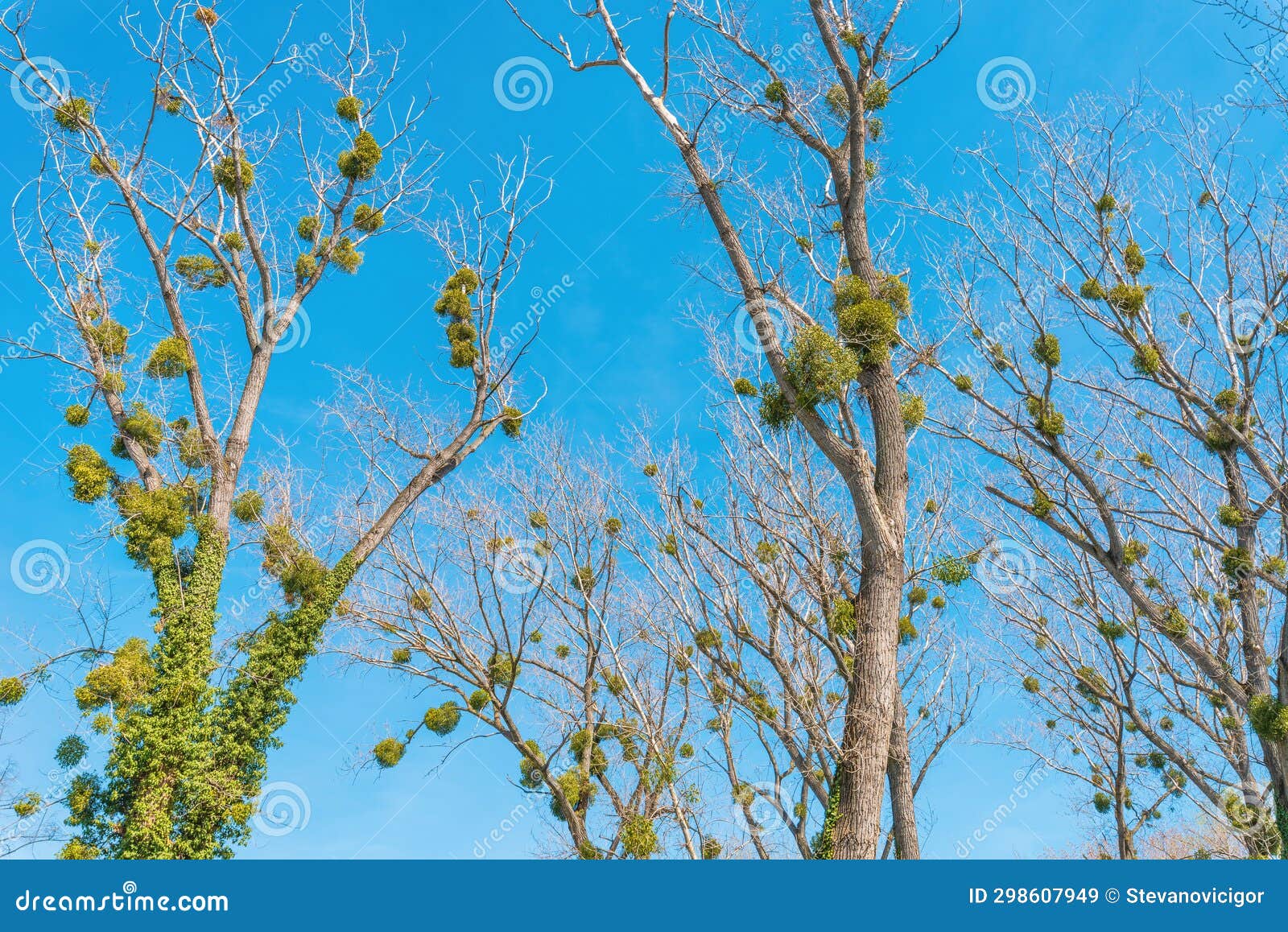 Witch S Broom is a Tree Deformity, Dense Mass of Shoots Grows from a ...