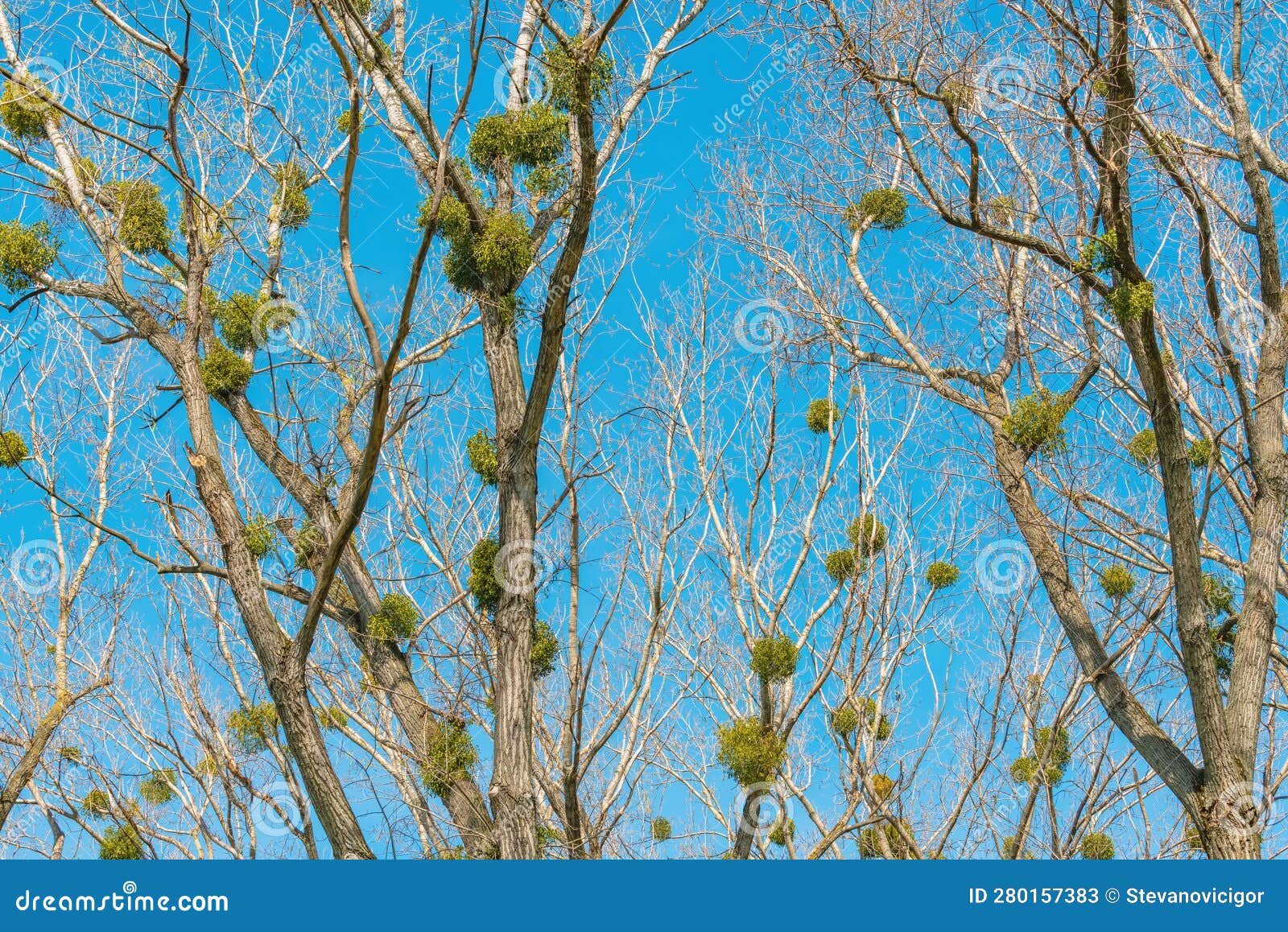Witch S Broom is a Tree Deformity, Dense Mass of Shoots Grows from a ...