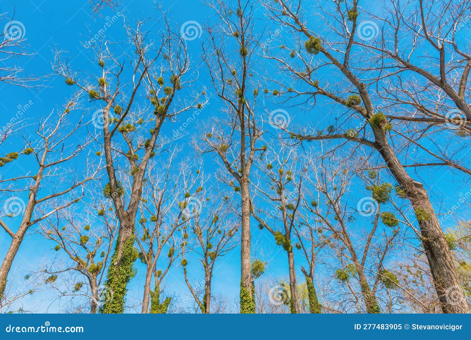Witch S Broom is a Tree Deformity, Dense Mass of Shoots Grows from a ...