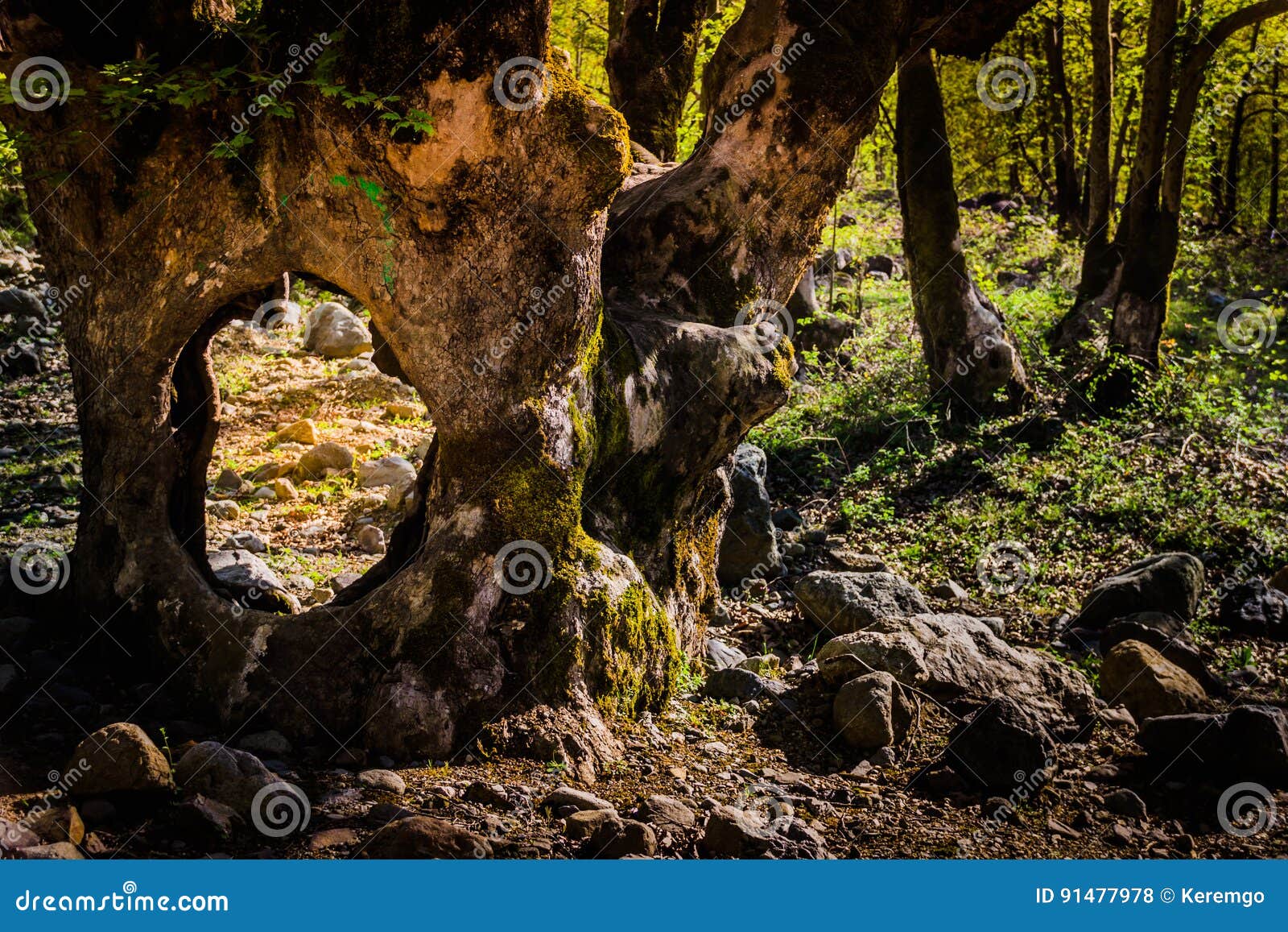 The Witch Tree stock photo. Image of deep, locals, land - 91477978