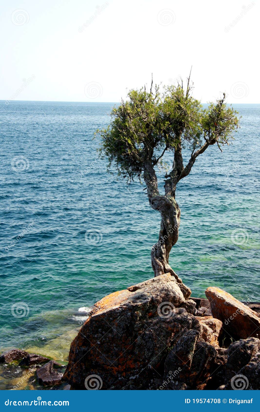 Witch Tree or Little Cedar Spirit Tree Stock Photo - Image of cedar ...