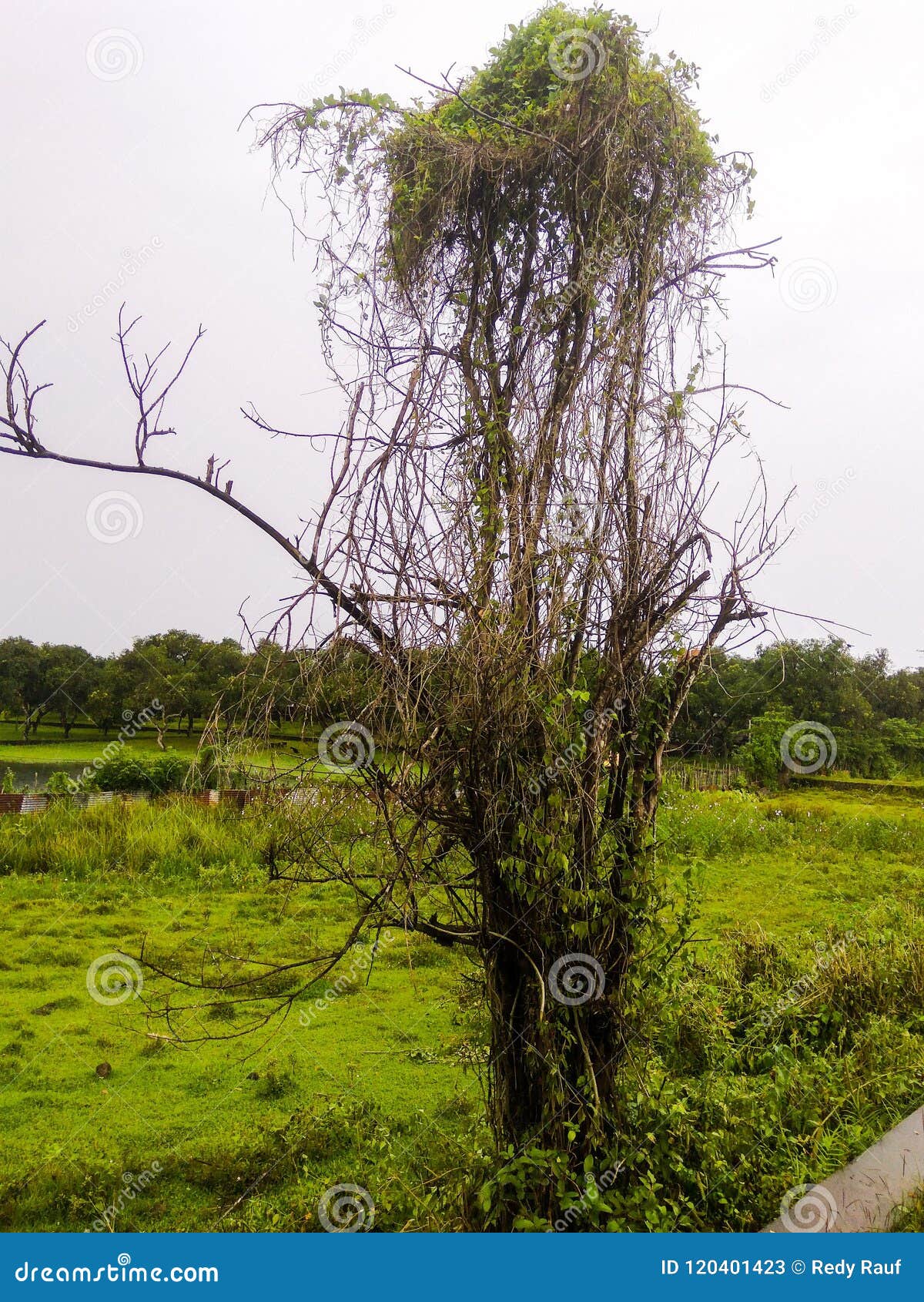 Witch Tree Or Little Cedar Spirit Tree Stock Photography ...