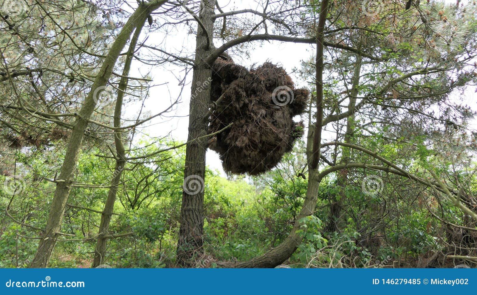 Witches Broom In Pine Trees