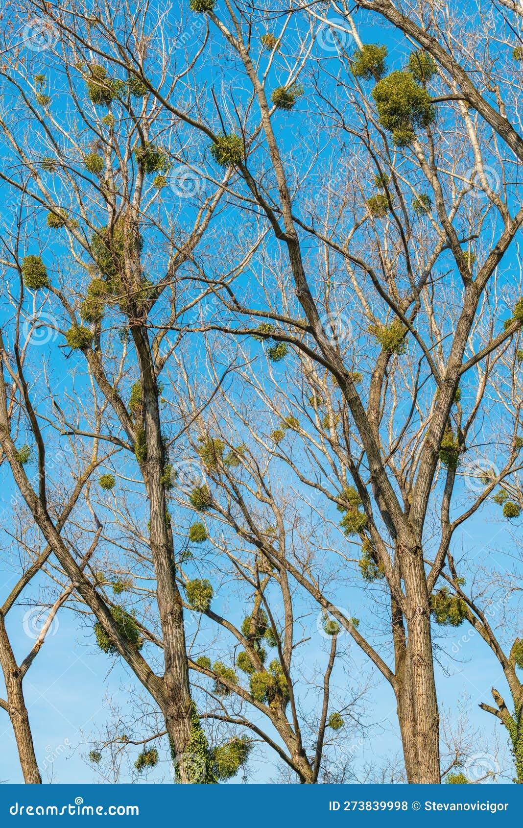 Witches Broom is a Tree Deformity, Dense Mass of Shoots Grows from a ...