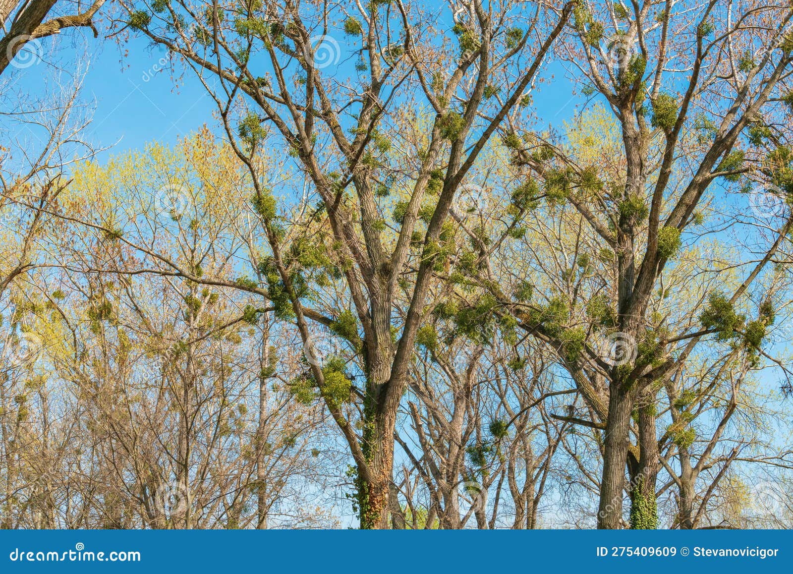 Witches Broom is a Tree Deformity, Dense Mass of Shoots Grows from a ...