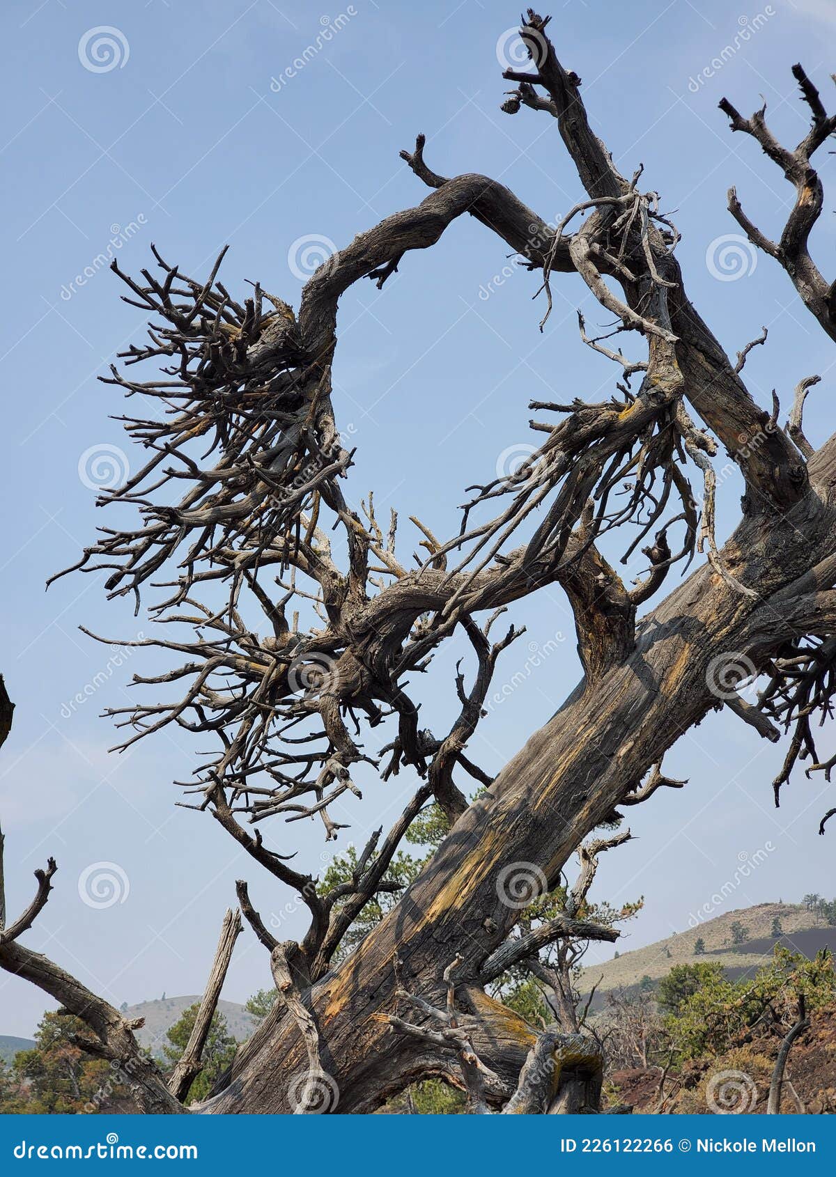 Witches Broom tree fungus stock photo. Image of witches - 226122266