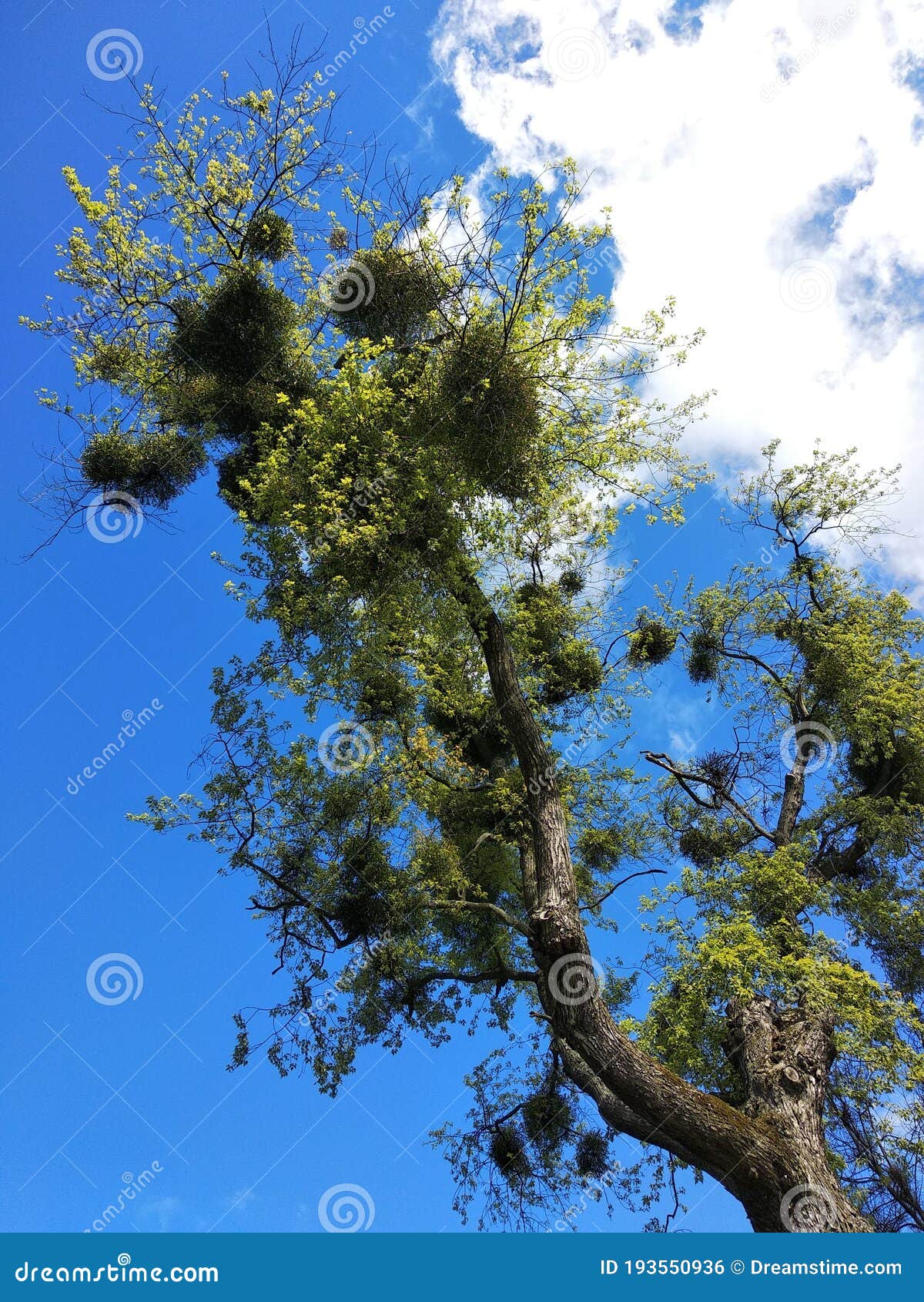 Witches ` Broom On A Tree. Stock Photography | CartoonDealer.com #193550936