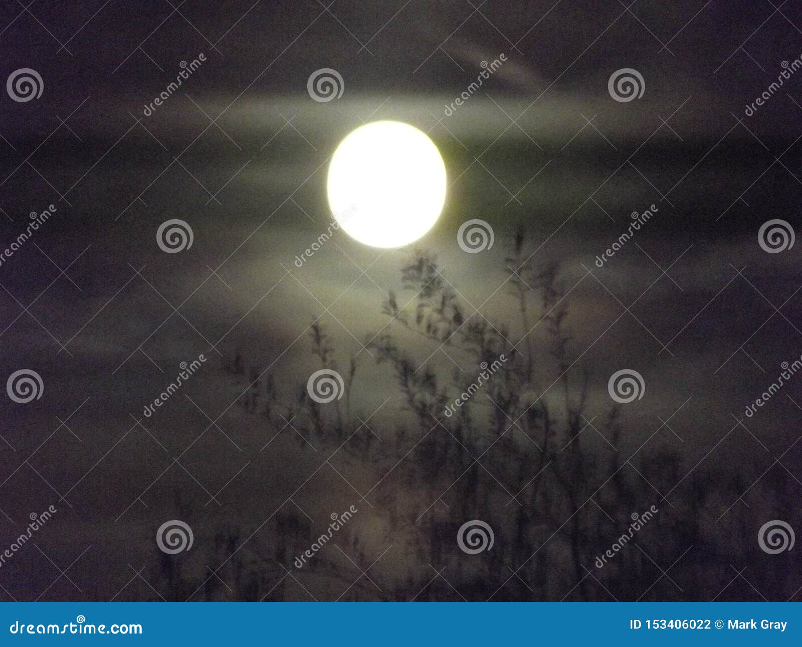 Witching Hour stock photo. Image of hour, full, trees - 153406022