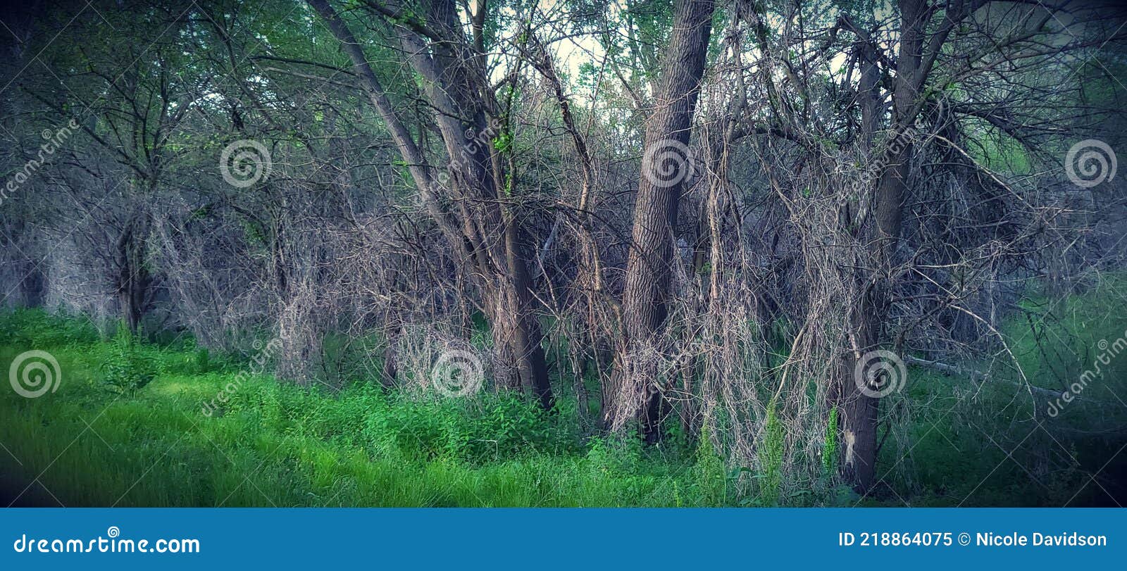 Witchy Enchanted Forest stock image. Image of wildlife - 218864075