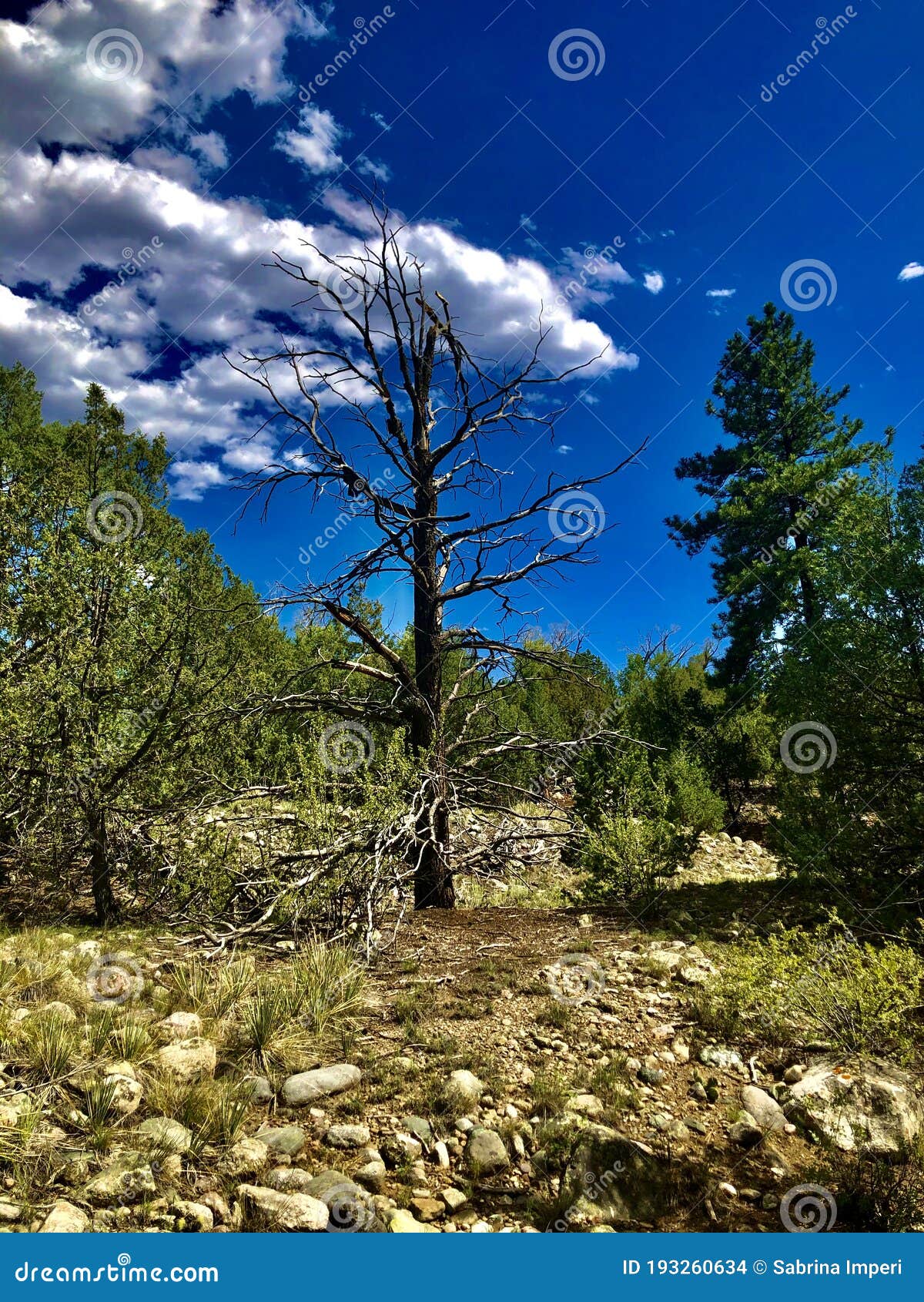Witchy Tree stock photo. Image of blue, witchy, colorado - 193260634