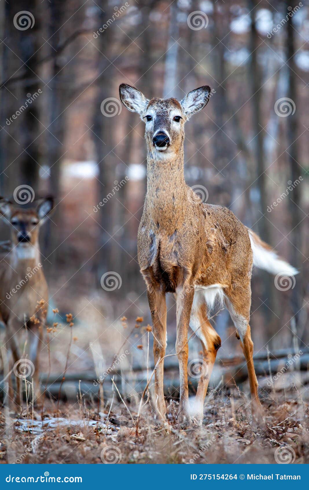 Wite-tailed Deer (Odocoileus Virginianus) Standing Alert in Springtime ...