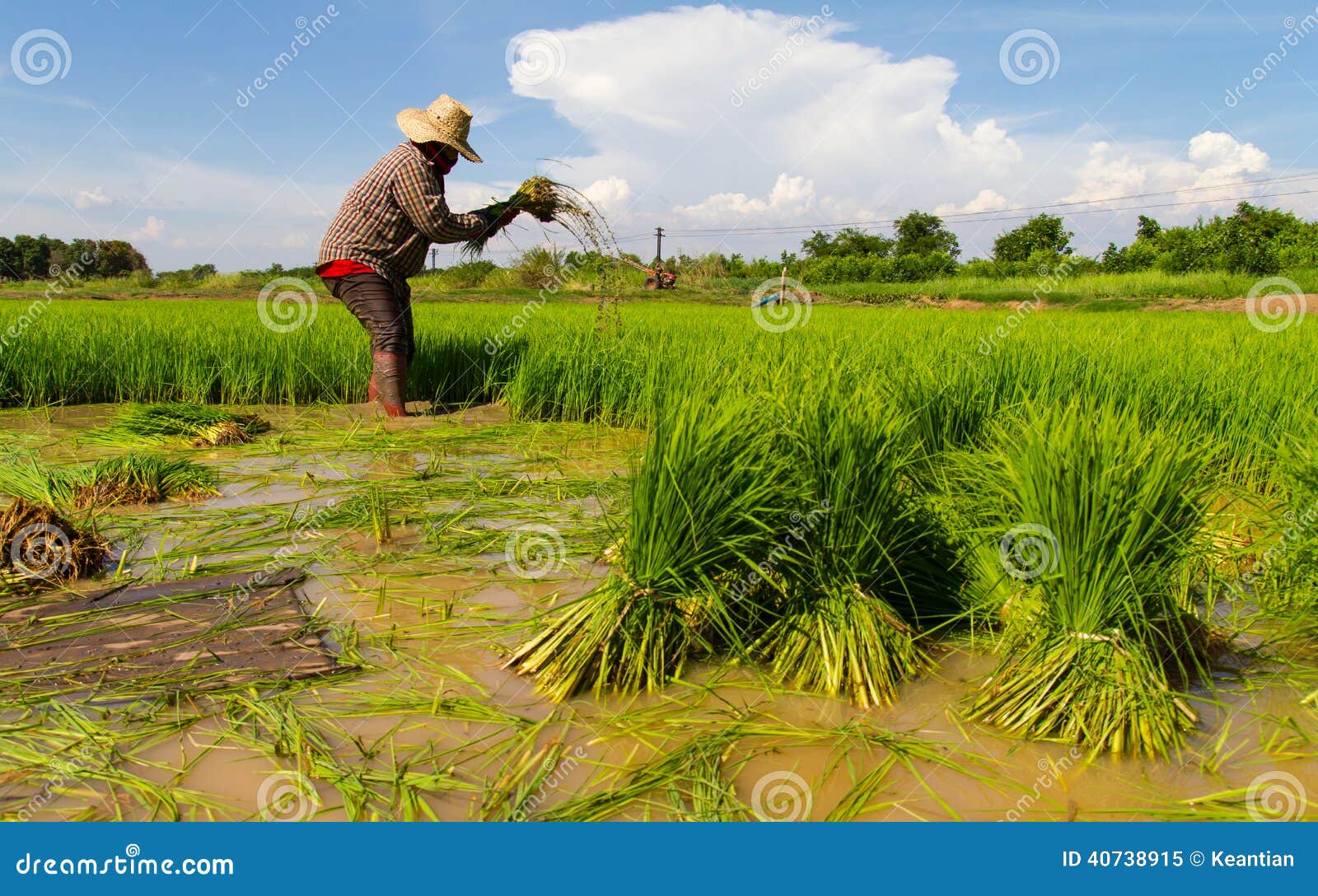 Withdrawal Pulling Rice Seedlings Editorial Image - Image of farm ...