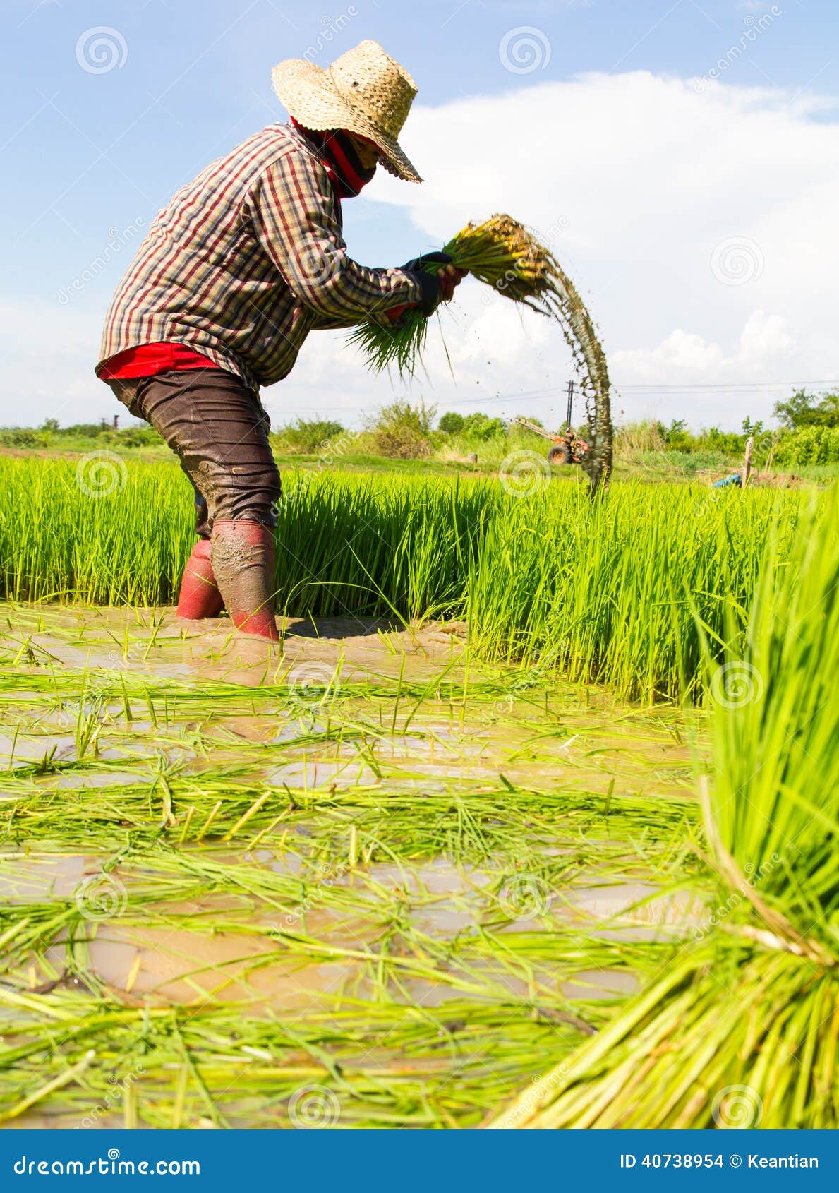Pulling Rice Seedlings Editorial Photo | CartoonDealer.com #41148229