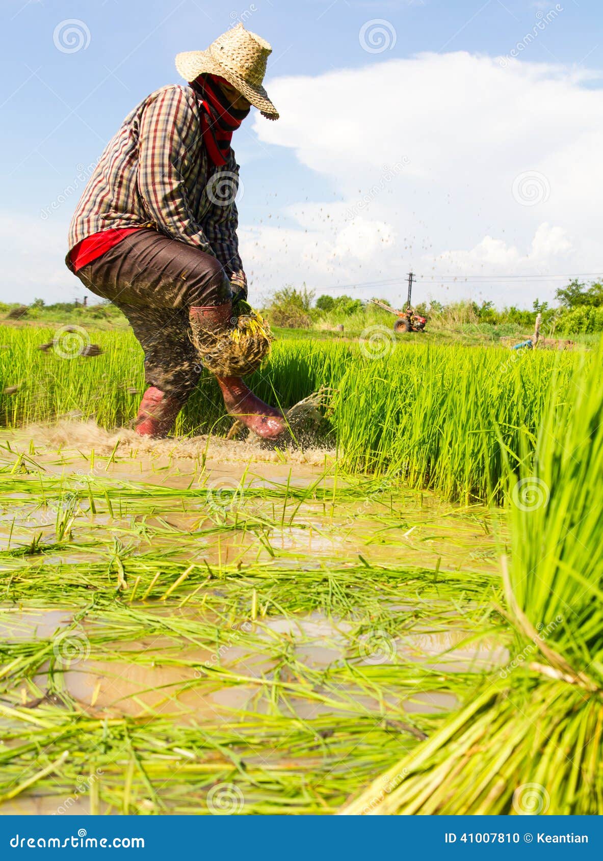 Withdrawal Pulling Rice Seedlings Stock Photo - Image of grass, farmer ...