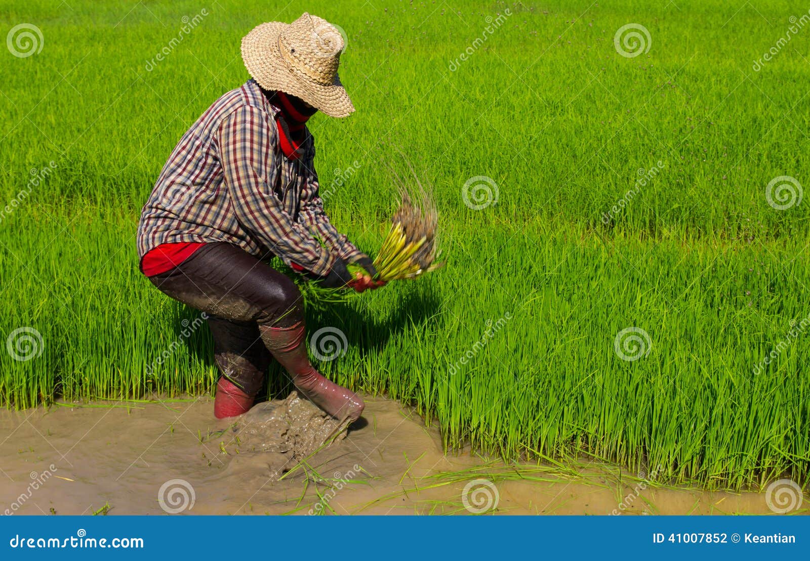 Withdrawal Pulling Rice Seedlings Stock Photo - Image of agriculture ...