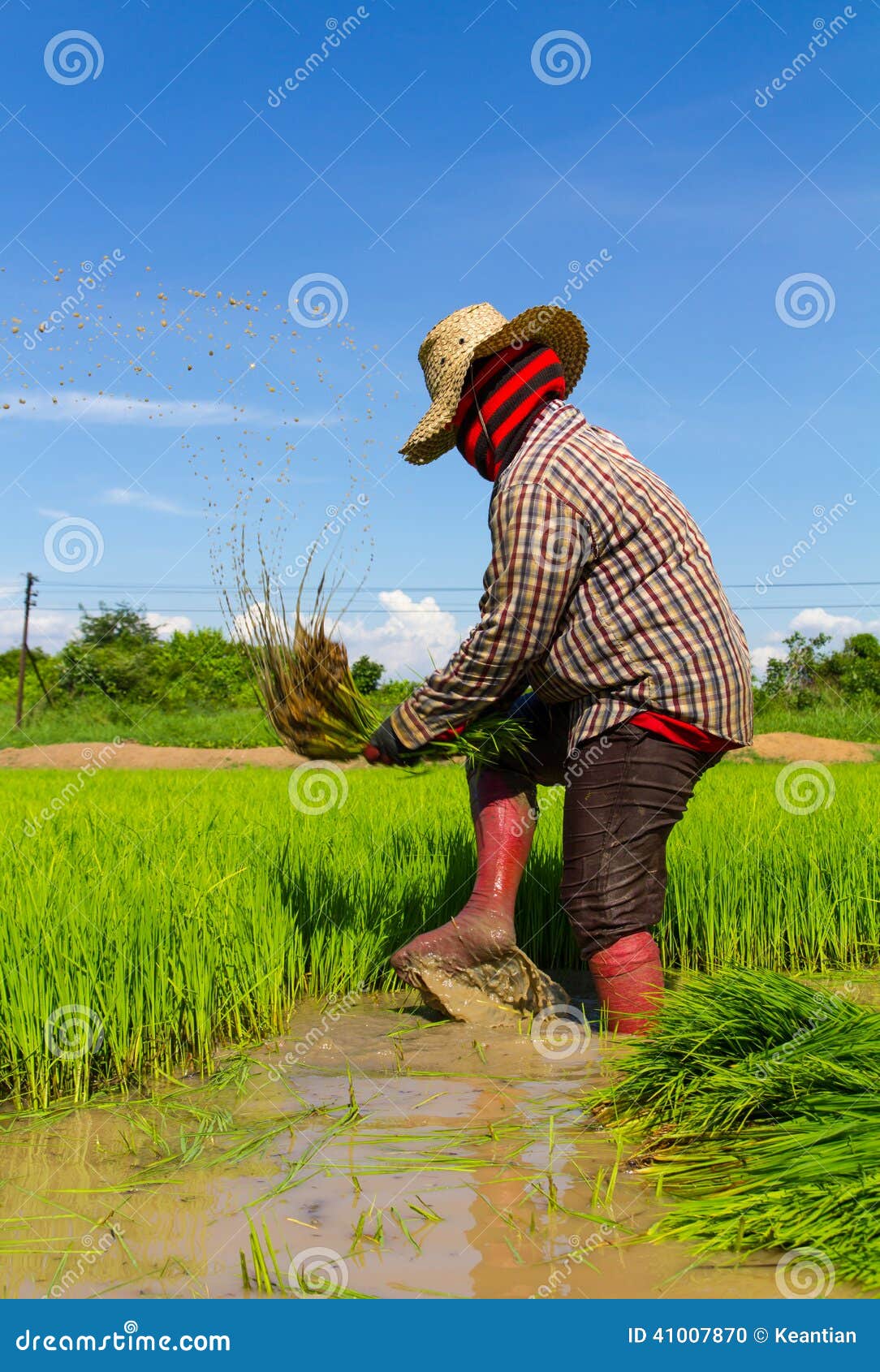 Withdrawal Pulling Rice Seedlings Stock Photo - Image of fields, green ...