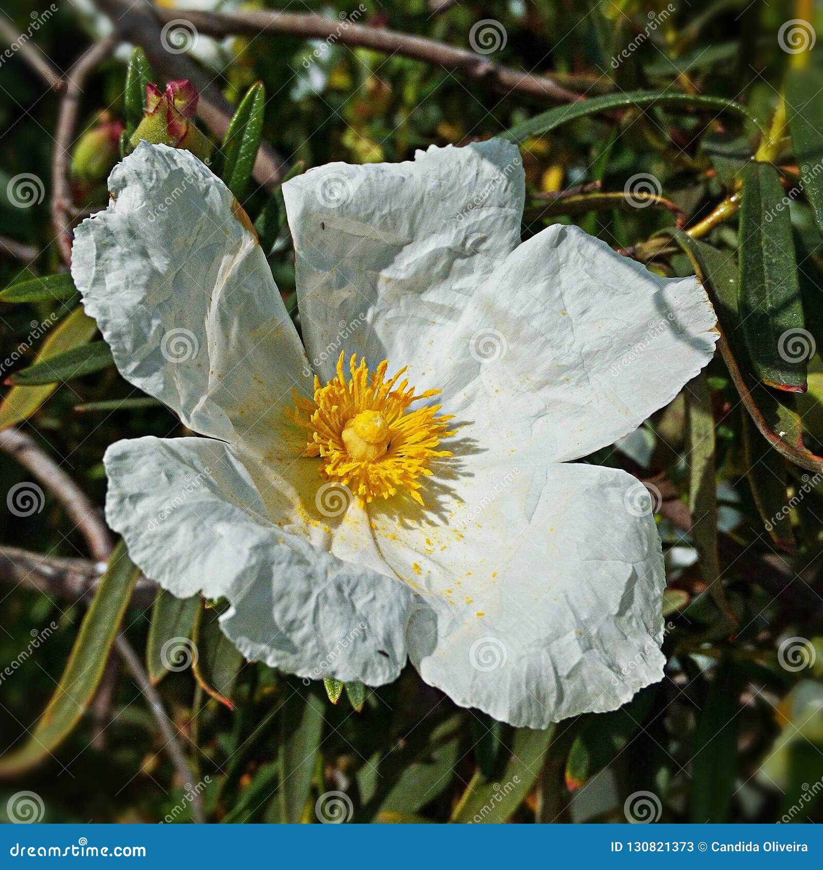 Withe stock image. Image of withe, white, beautiful - 130821373