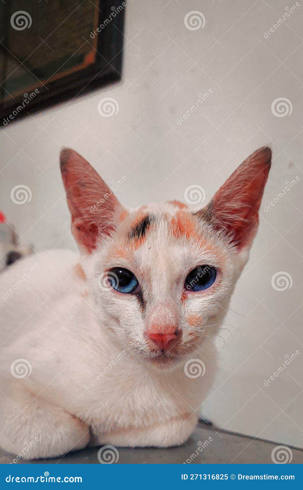 The Withe Cat with the Blue Eyes Stock Image - Image of carnivore ...
