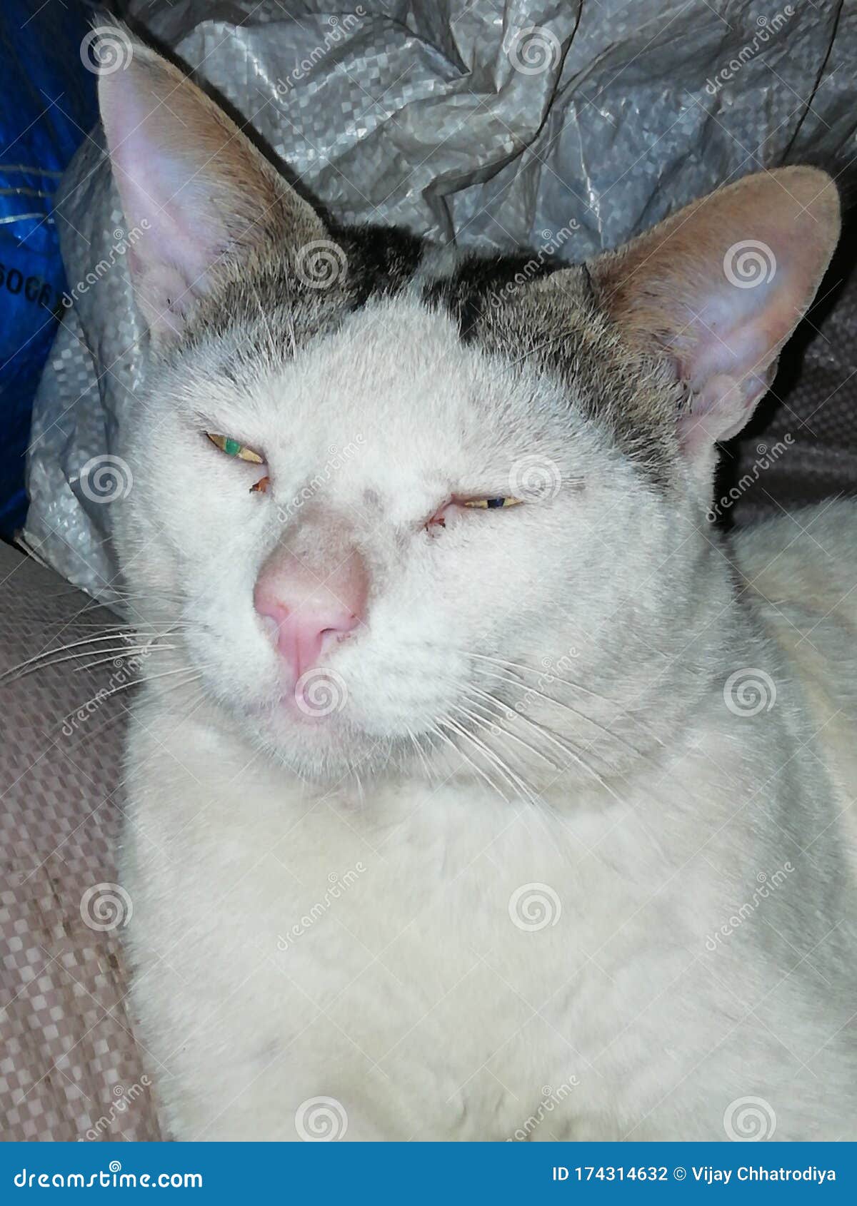 Withe cute cat stock photo. Image of cute, withe, beatifull - 174314632