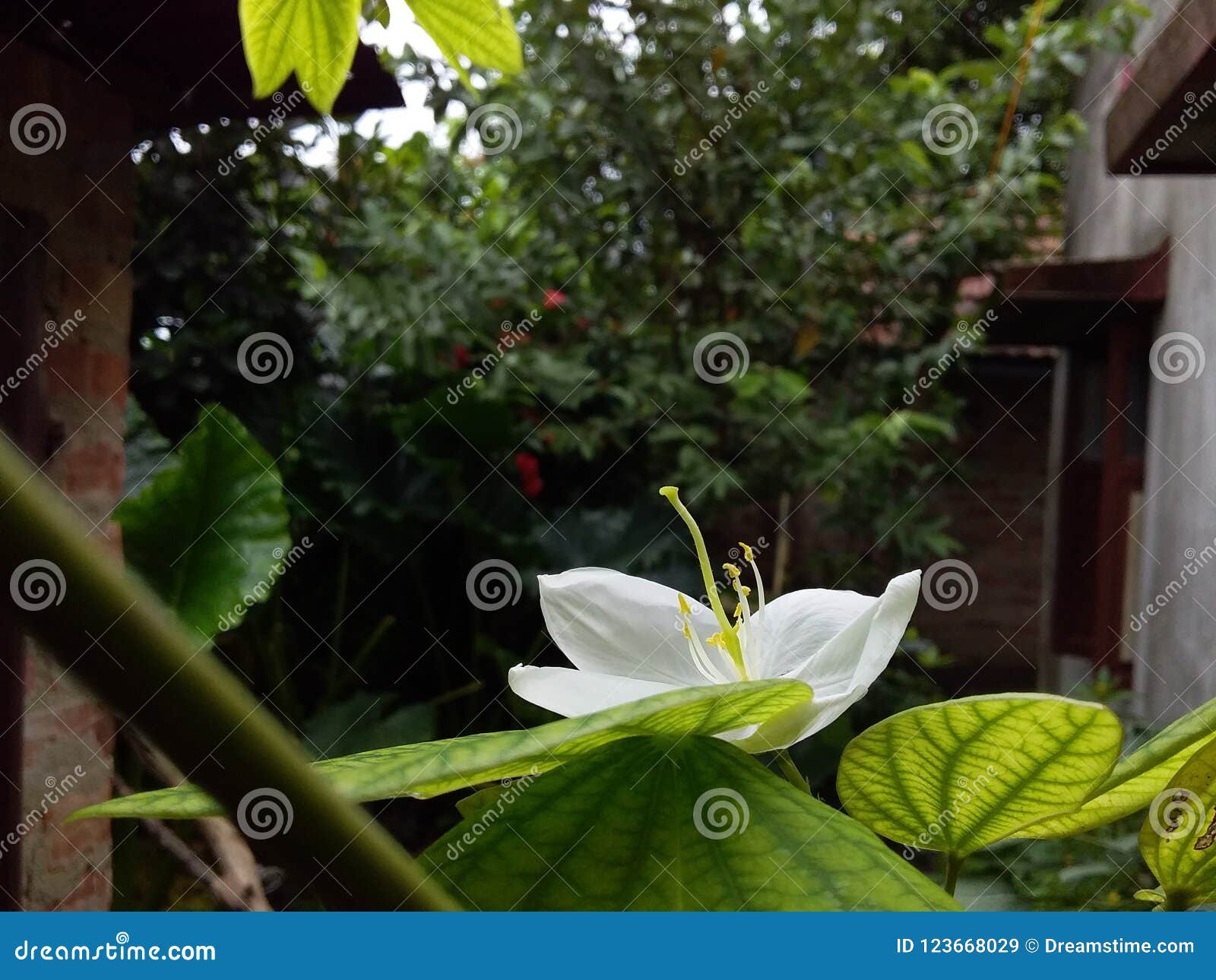 The withe flower stock image. Image of masrom, test - 123668029