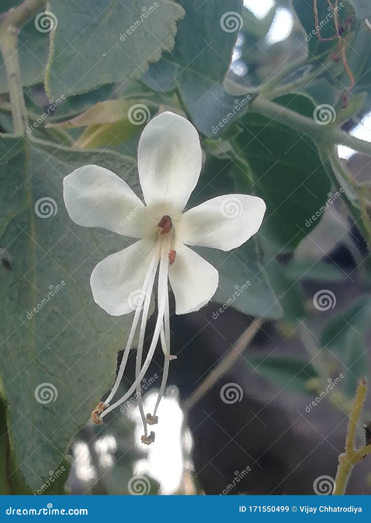 Withe Flowers Beautiful Neture Stock Image - Image of flowers, neture ...
