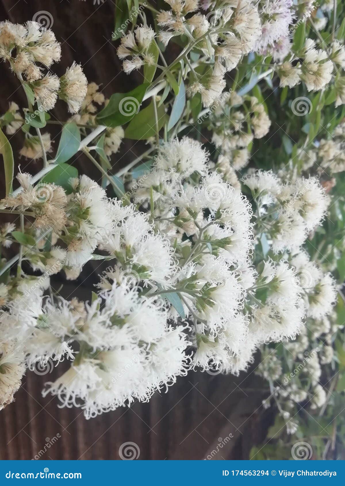 Withe Flowers To Garden Plants so Beautiful Stock Photo - Image of ...