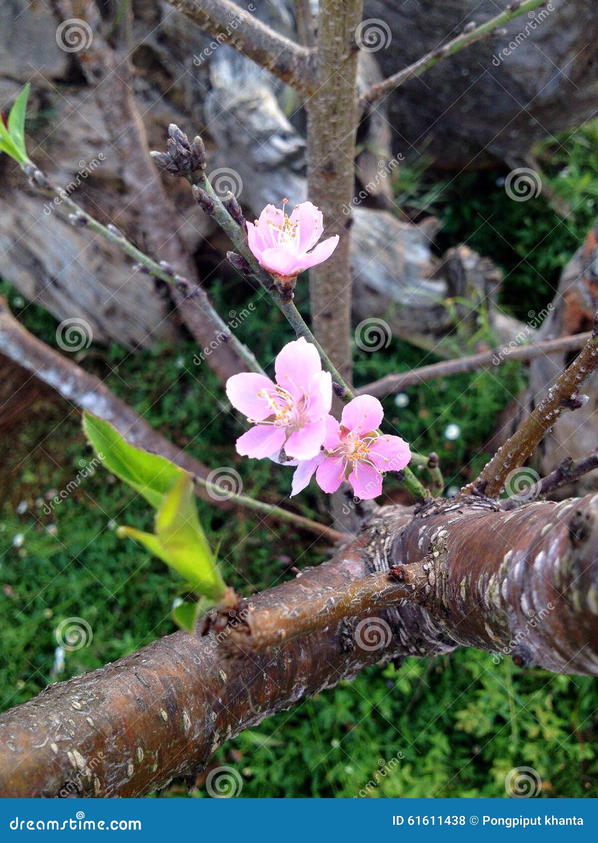 Withe folwer stock photo. Image of home, thailand, chiangmai - 61611438