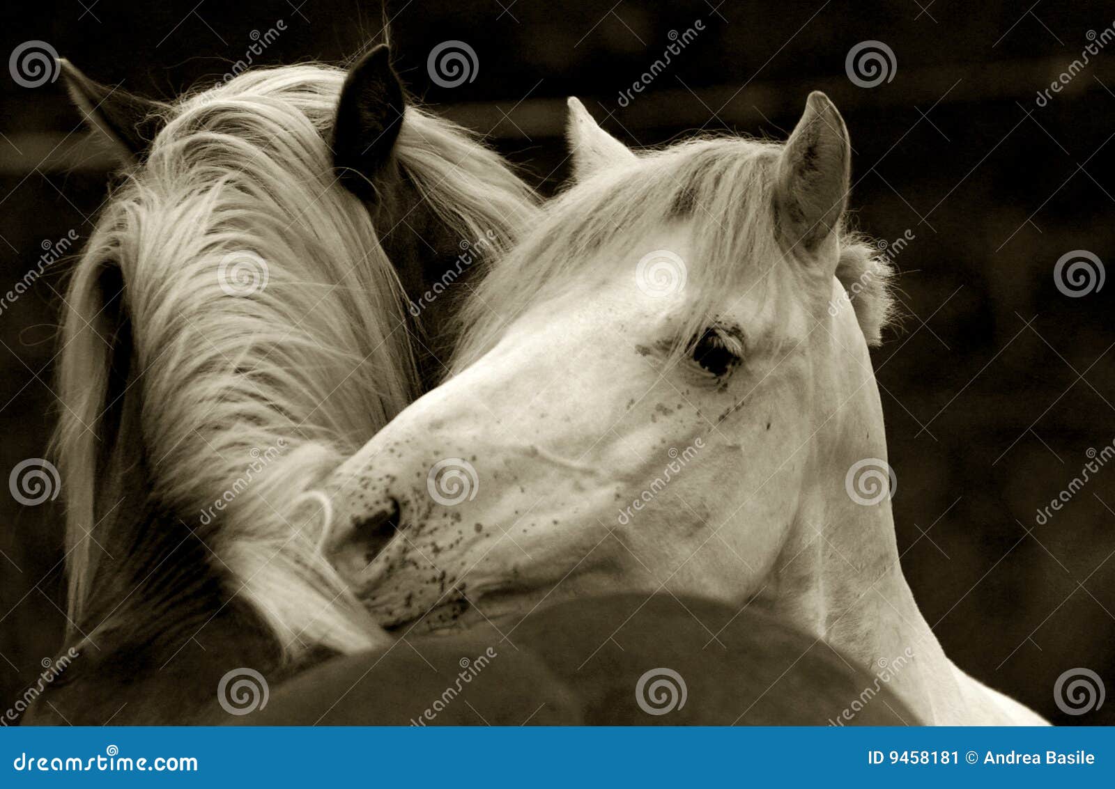 WITHE HORSE stock image. Image of animal, idea, twilight - 9458181