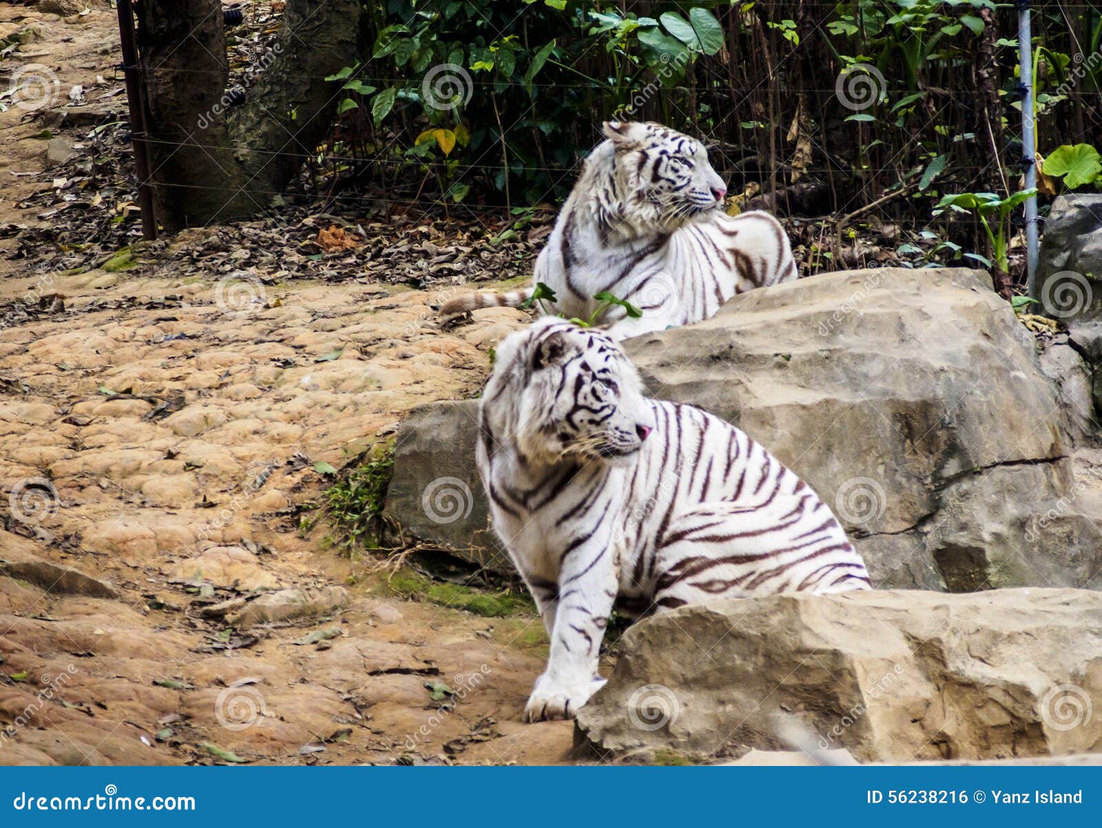 White tiger stock photo. Image of predator, savage, life - 56238216