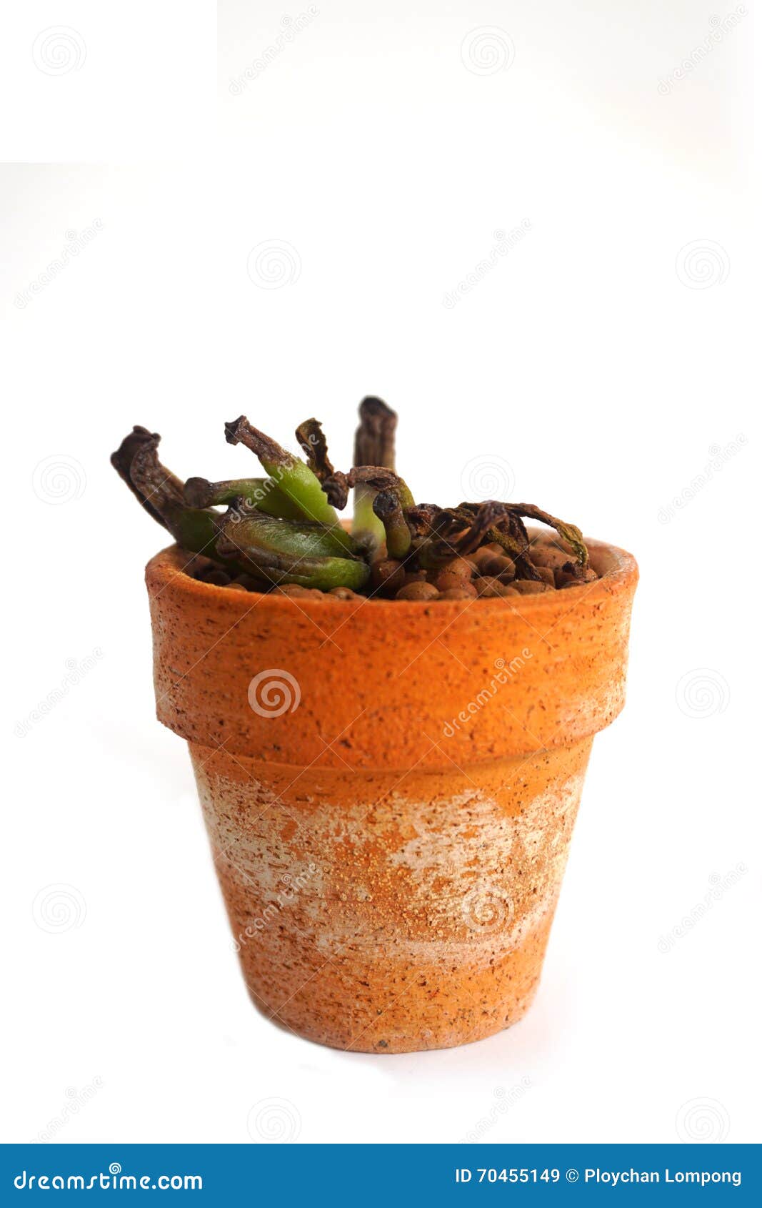 Wither Cactus ,sun Burn Cactus Stock Image - Image of desert, botany ...