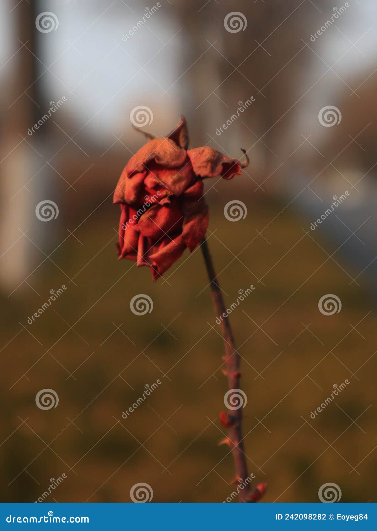 A flower that has withered stock photo. Image of yellow - 242098282