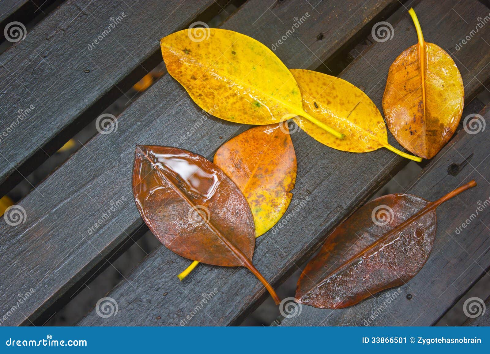 The Wither Leaves Fallen. stock image. Image of cheerful - 33866501