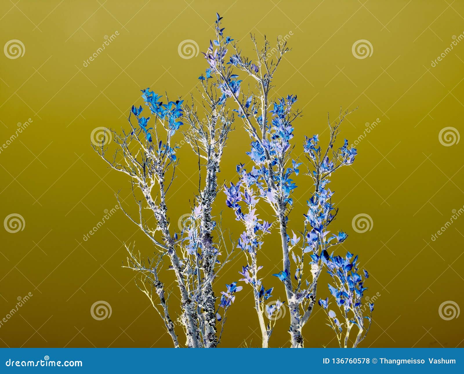 Wither orange tree stock photo. Image of withered, foliage - 136760578