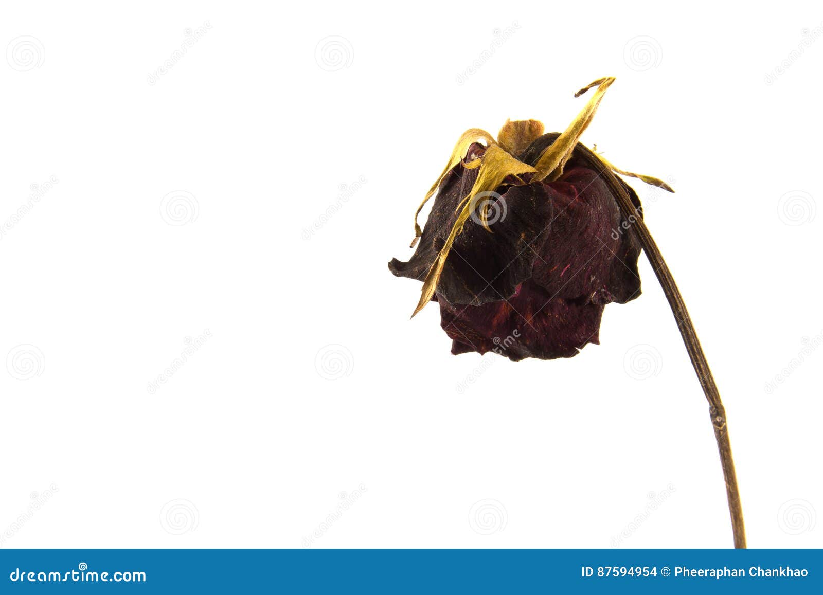 Wither Rose Flower on White Background Stock Photo - Image of white ...