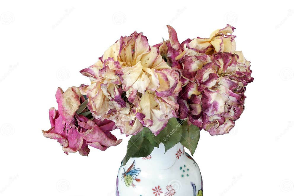 Wither roses stock image. Image of vase, withered, decoration - 15918773