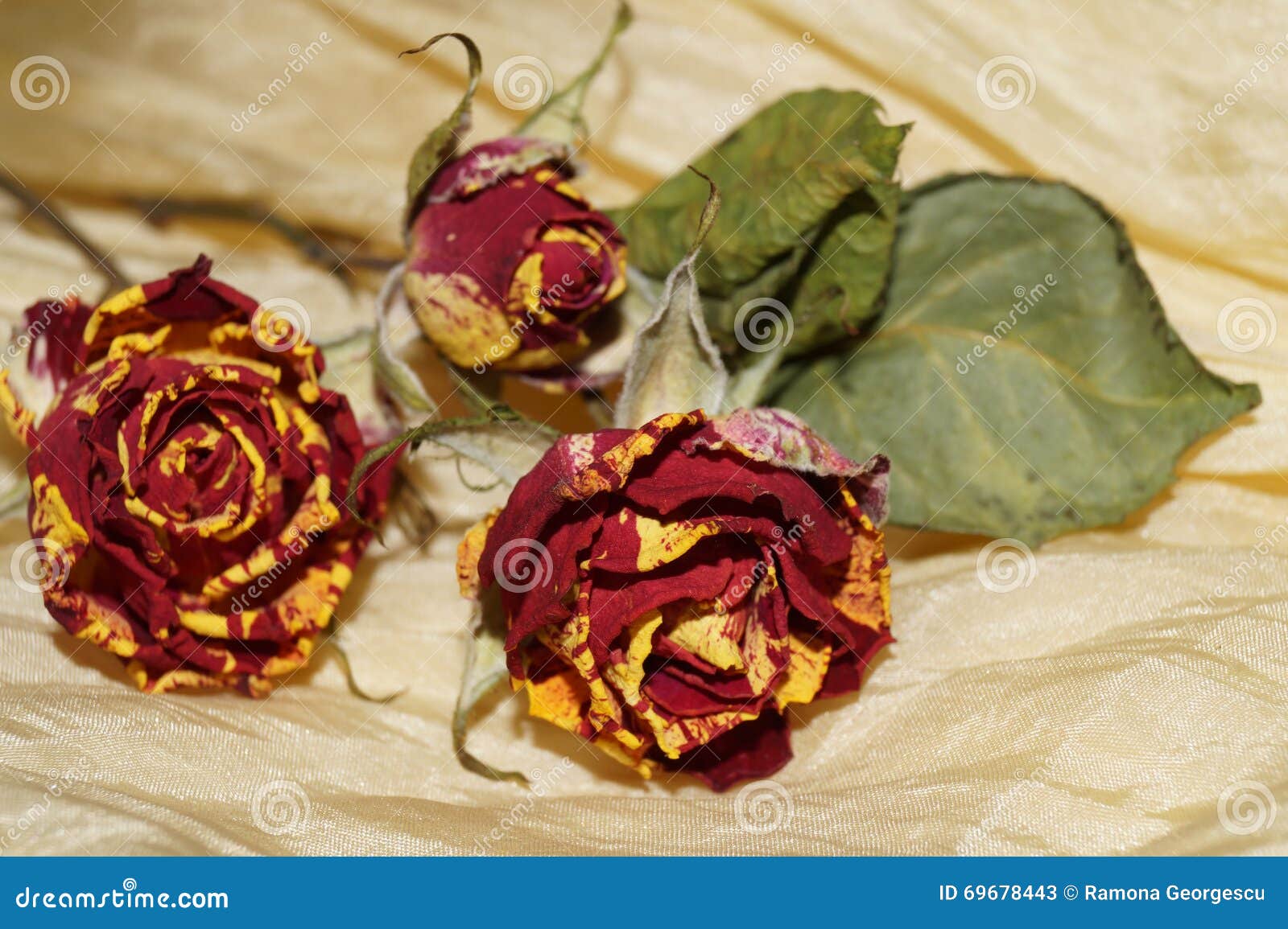Wither Roses on Yellow Silk Stock Image - Image of roses, romantic ...