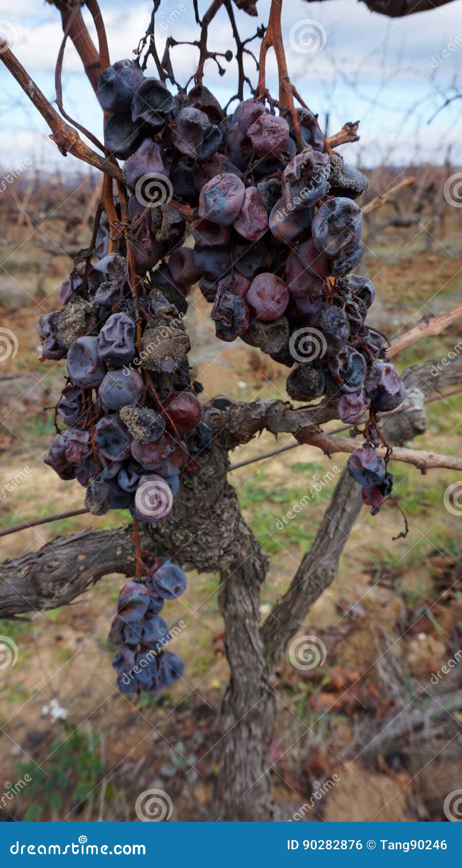 Wither rotten grape stock photo. Image of rotten, nature - 90282876