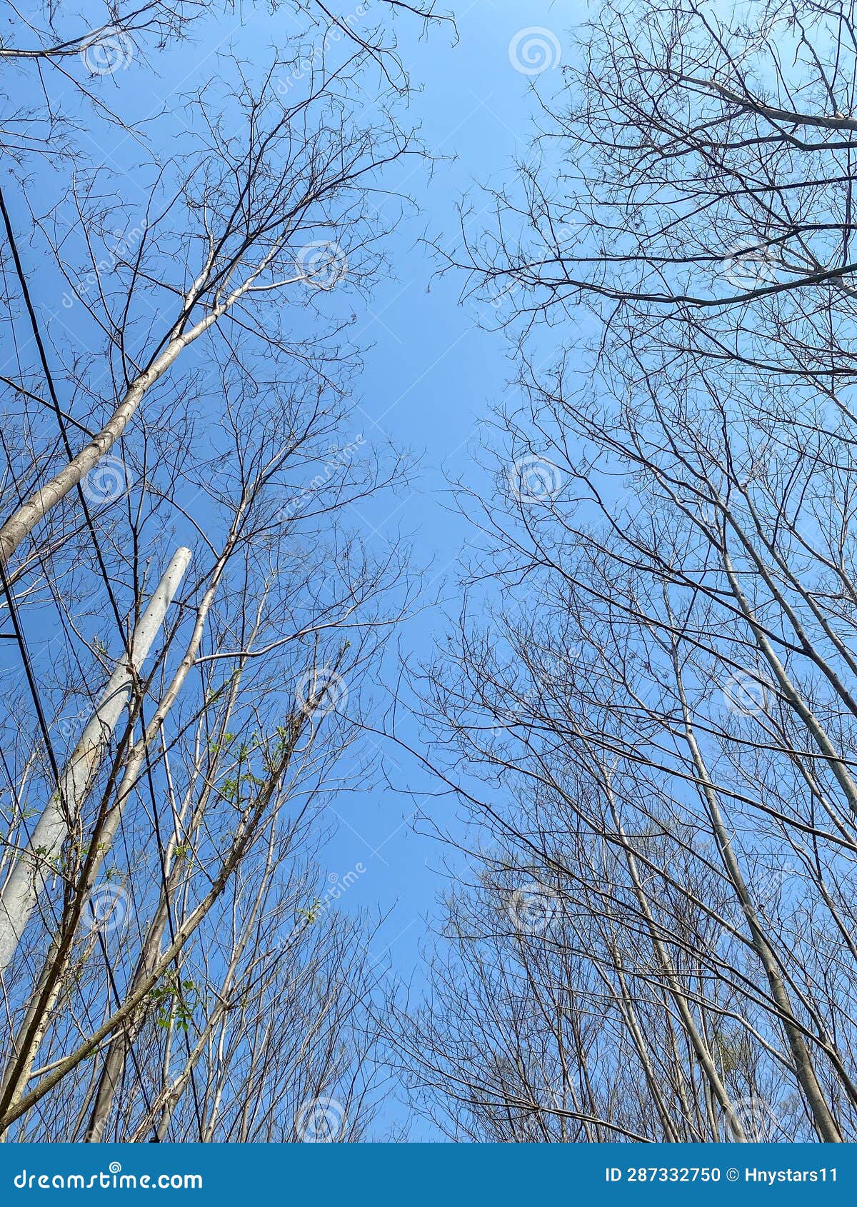 Withered Albasia Tree Stock Photos - Free & Royalty-Free Stock Photos ...