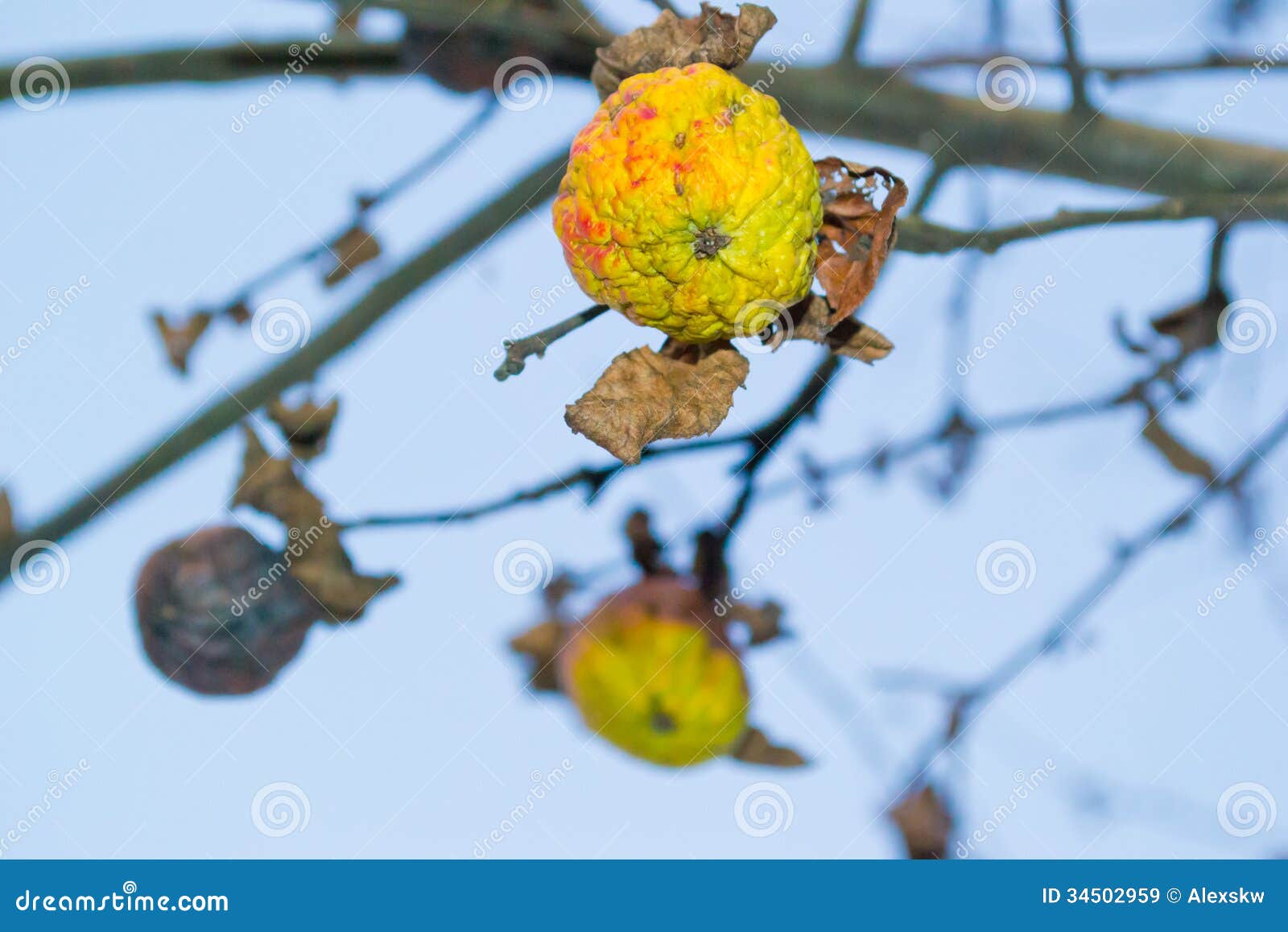 Withered apple stock image. Image of withered, tree, branch - 34502959