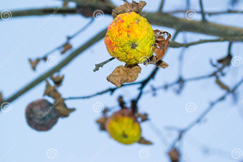 Withered apple stock image. Image of withered, tree, branch - 34502959