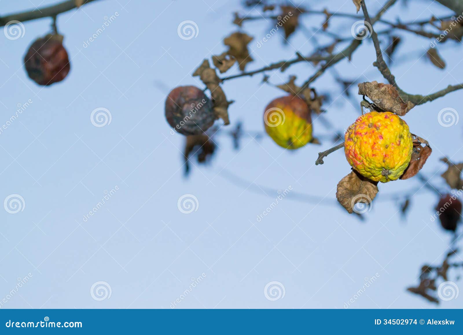 Withered apple stock photo. Image of withered, harvest - 34502974