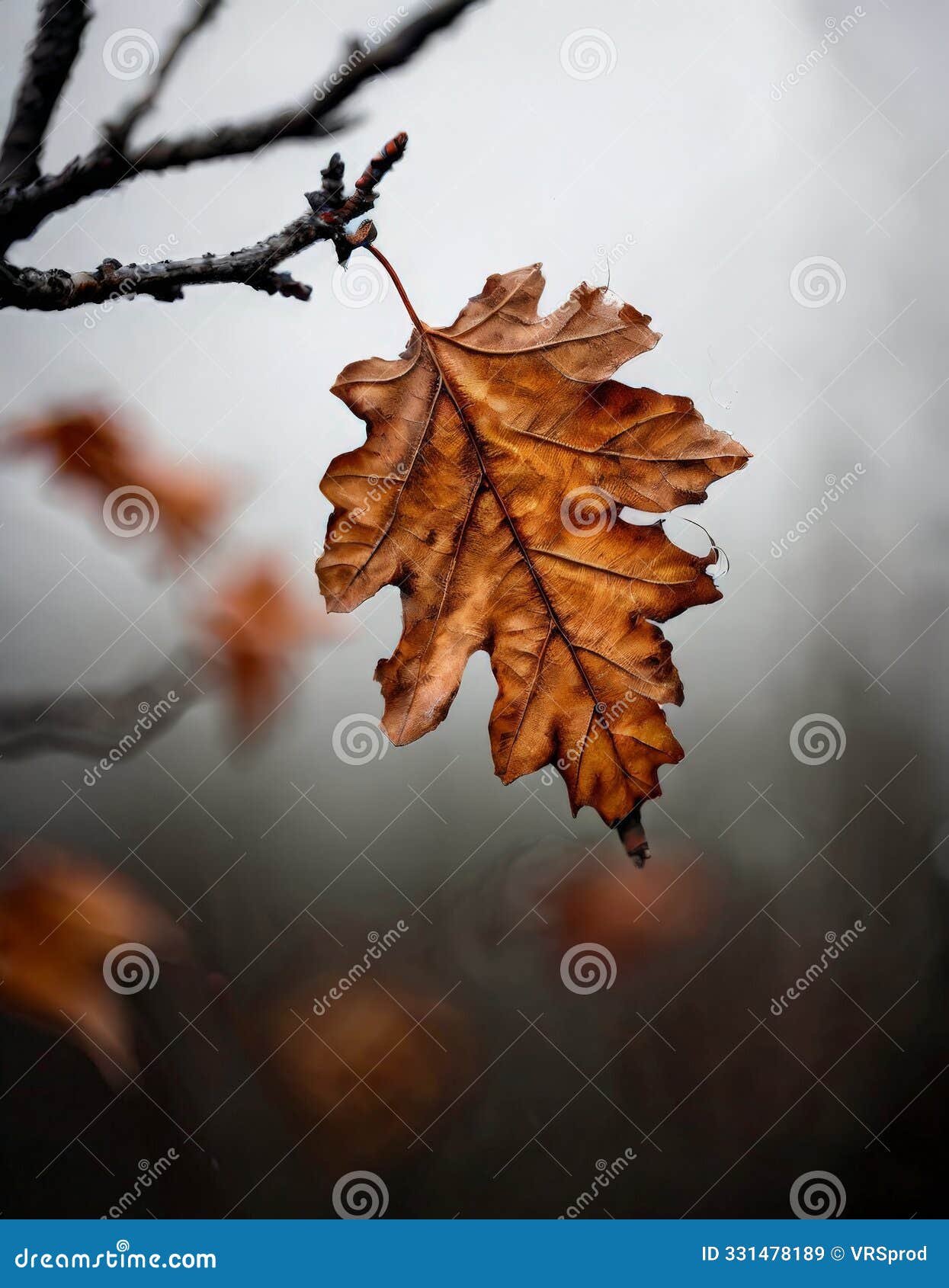 Autumn Leaf on Bare Branch in Misty Weather Stock Image - Image of ...