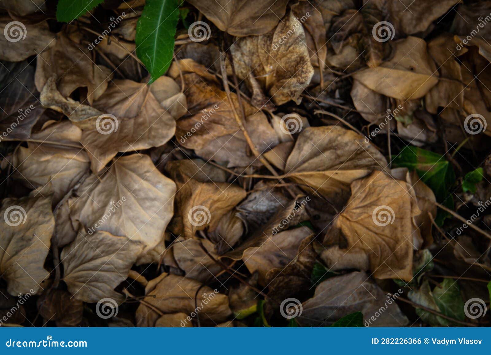 Withered autumn leaves stock photo. Image of nature - 282226366