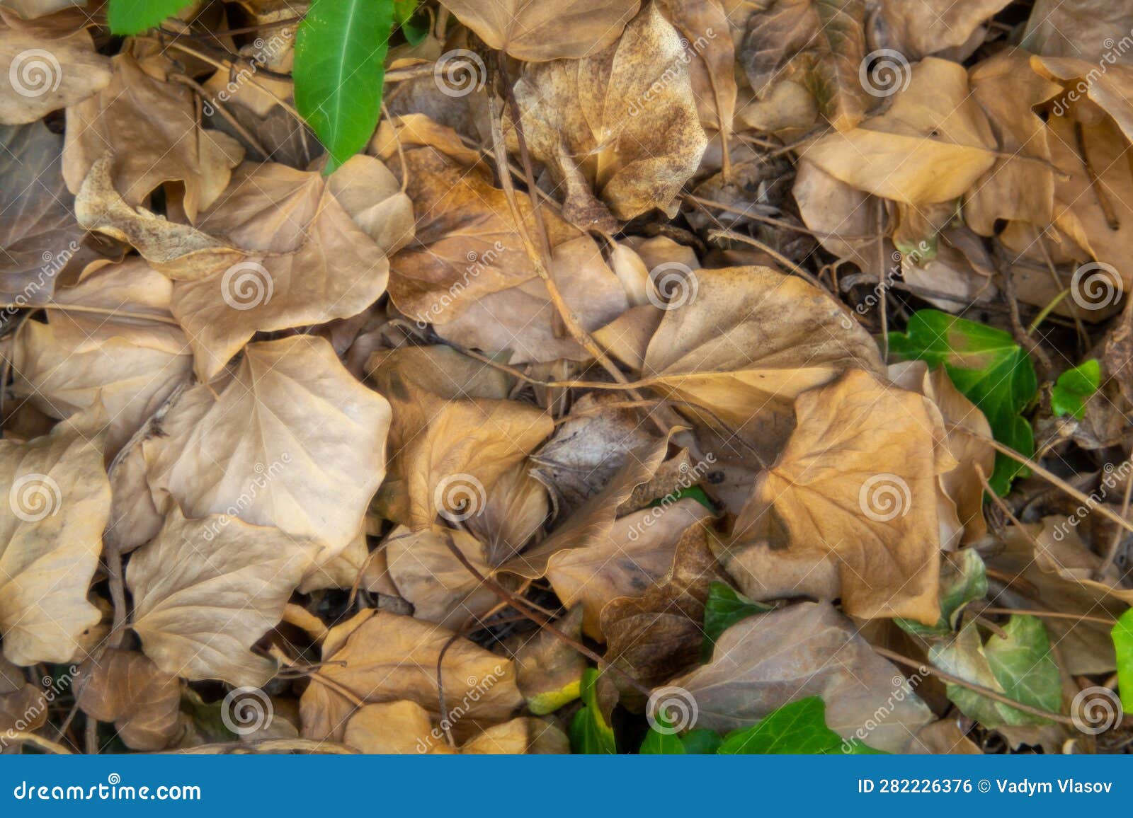 Withered autumn leaves stock photo. Image of soil, forest - 282226376