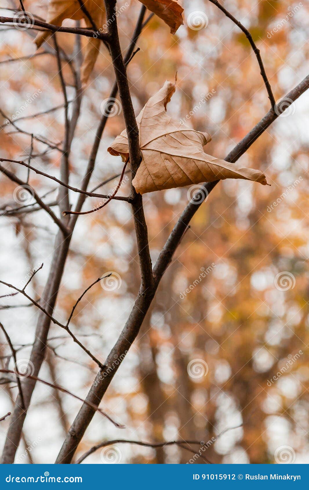 Withered Autumn Leaves on a Tree Branch Stock Photo - Image of leaves ...