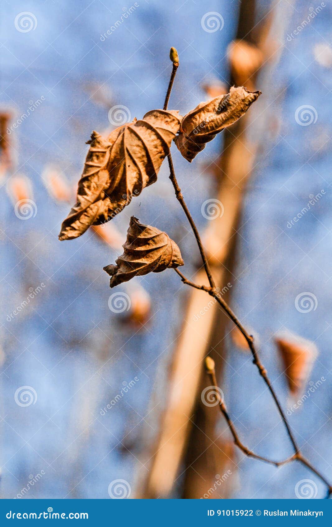 Withered Autumn Leaves on a Tree Branch Stock Photo - Image of foliage ...