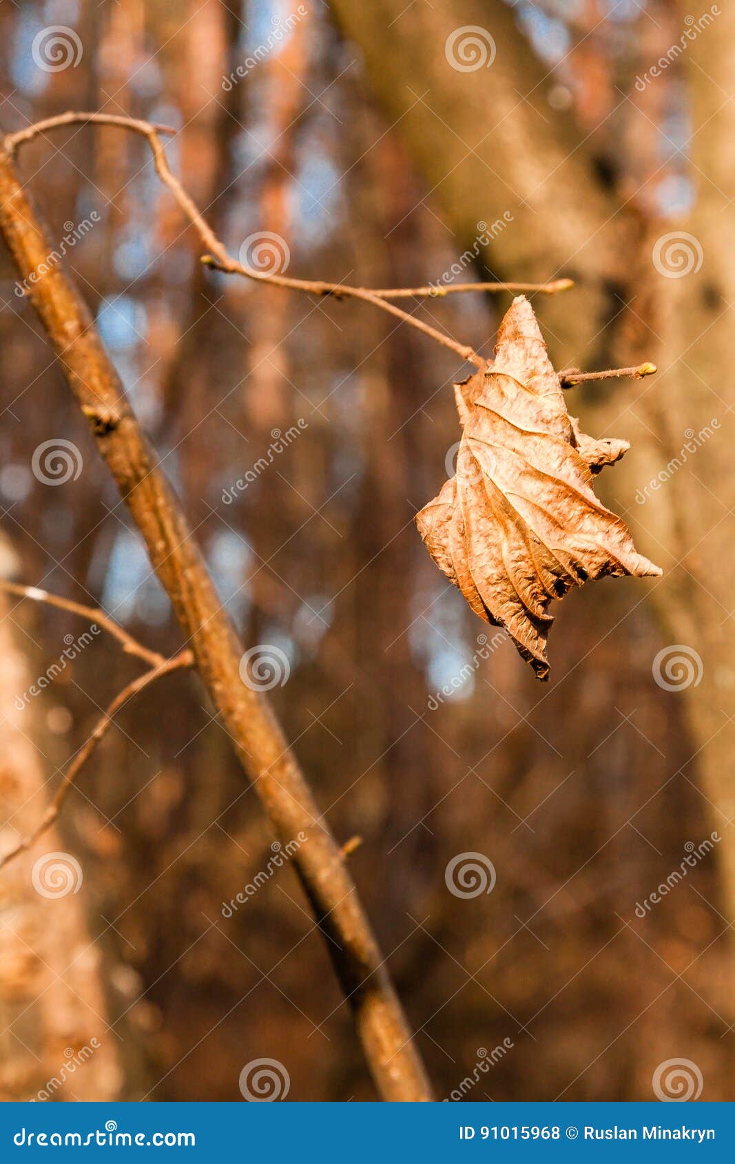 Withered Autumn Leaves on a Tree Branch Stock Photo - Image of color ...