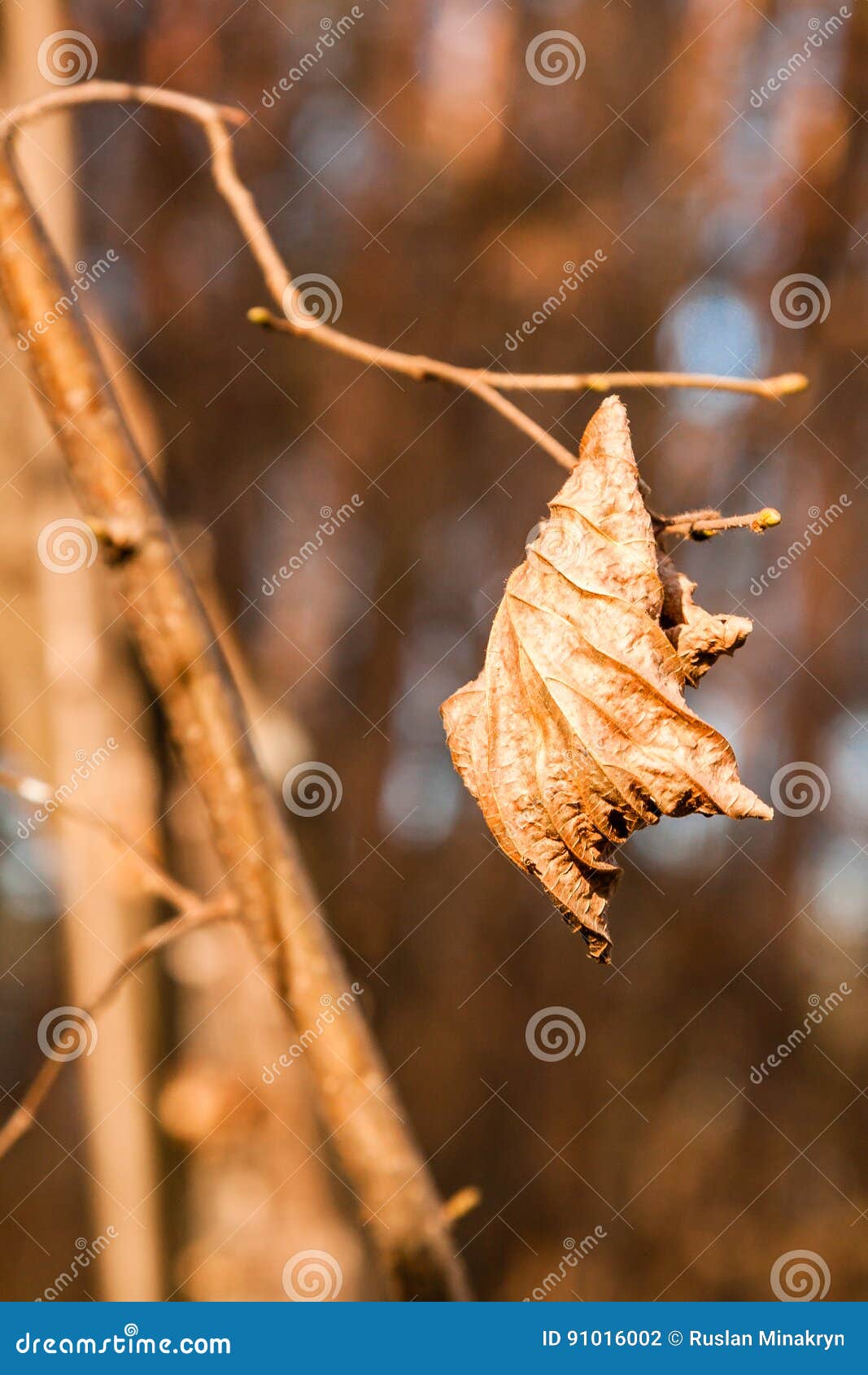 Withered Autumn Leaves on a Tree Branch Stock Photo - Image of garden ...
