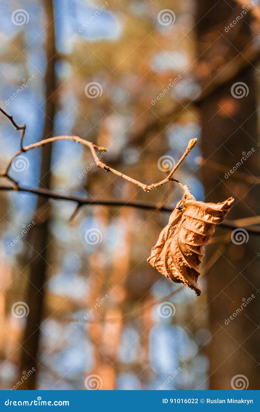 Withered Autumn Leaves on a Tree Branch Stock Photo - Image of autumn ...