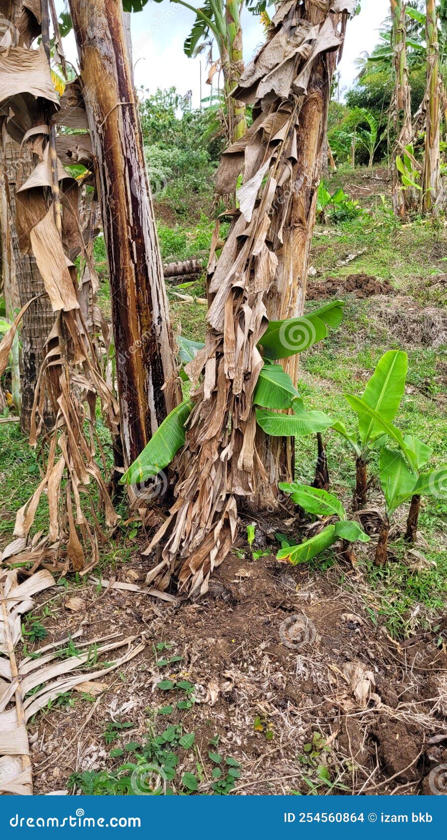 Withered Banana Leaves in the Garden Stock Photo - Image of wildlife ...